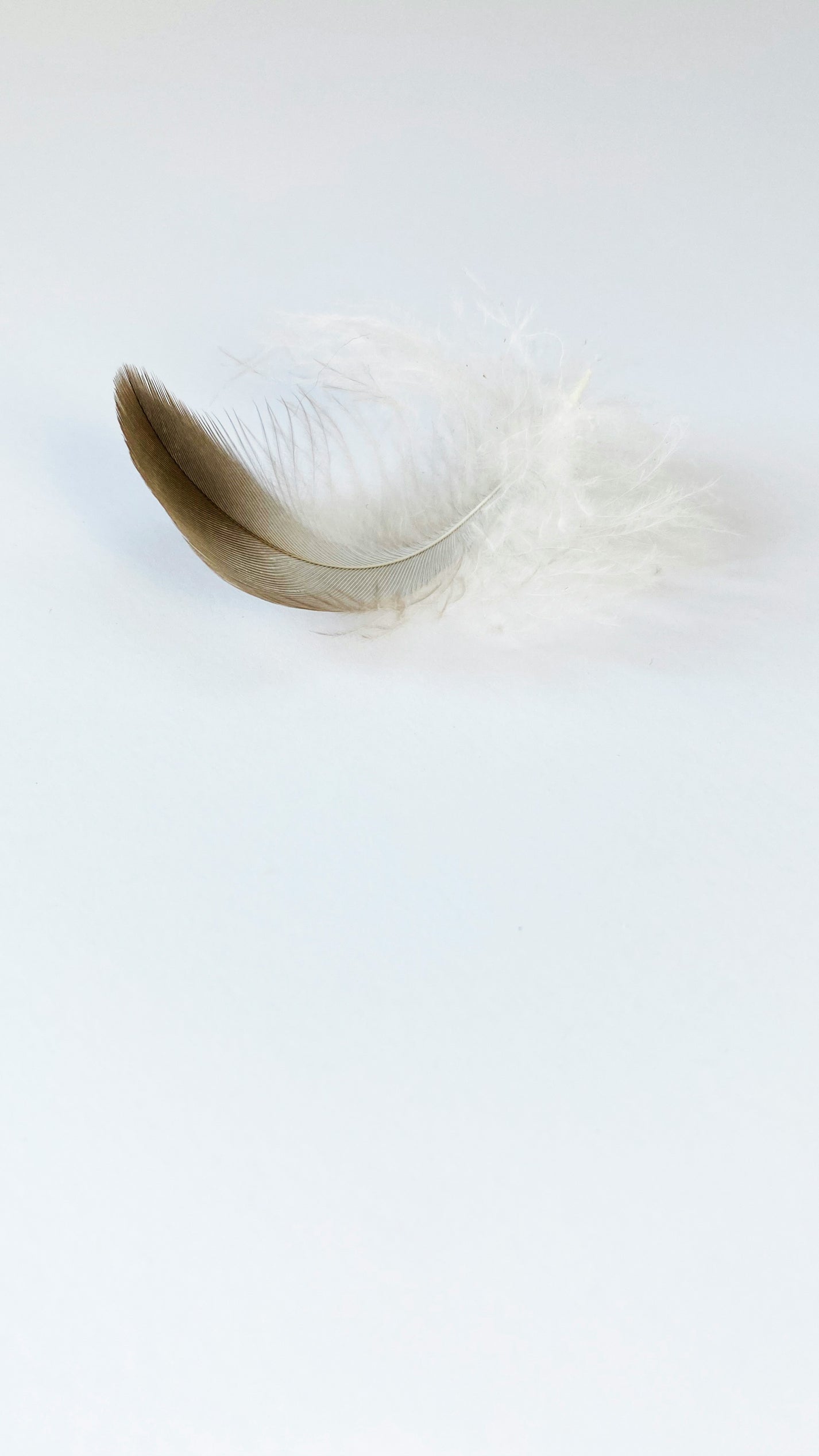 Duck Feather Inners – Esque